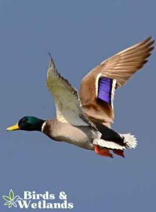 Taking to the Skies: Can Ducks Fly? - Birds & Wetlands