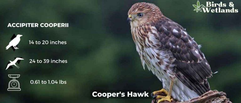 13 Majestic Hawks in Colorado (Photo Guide) - Birds & Wetlands