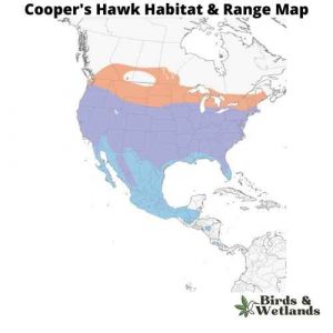 Hawks in Arizona (15 Species) - Birds & Wetlands