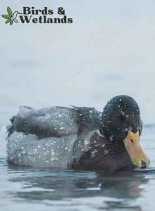 Floating Feathers: How Do Ducks Float? - Birds & Wetlands