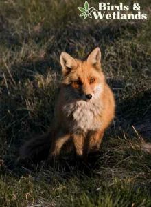 13 of the Most Common Duck Predators - Birds & Wetlands