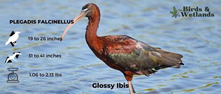 27 Water Birds in Florida (Insider's Guide) - Birds & Wetlands