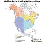 Birds of Prey in Idaho (Top 21 + Guide) - Birds & Wetlands