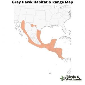 13 Fascinating Hawks in Utah - Birds & Wetlands