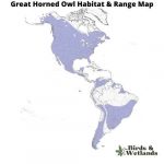 Birds of Prey in Texas (25 Common + Photo Guide) - Birds & Wetlands