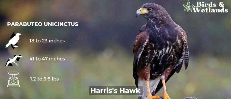 Birds of Prey in Texas (25 Common + Photo Guide) - Birds & Wetlands
