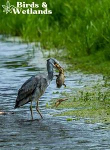 13 of the Most Common Duck Predators - Birds & Wetlands