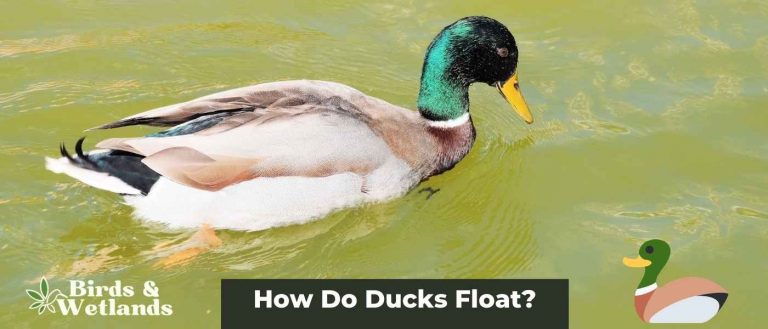 Ducks Anatomy A Comprehensive Guide To Avian Structures Birds And Wetlands