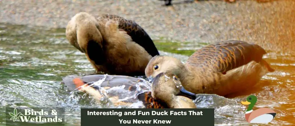 Interesting and Fun Duck Facts You Never Knew - Birds & Wetlands