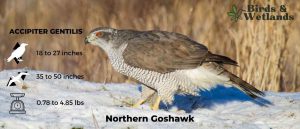 9 Spectacular Species of Hawks in Indiana (2024 Guide) - Birds & Wetlands