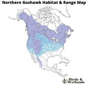9 Spectacular Species of Hawks in Indiana (2024 Guide) - Birds & Wetlands