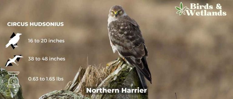 Birds of Prey in Texas (25 Common + Photo Guide) - Birds & Wetlands
