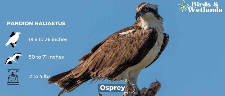 Birds of Prey in Pennsylvania (21 Types + Photo Guides) - Birds & Wetlands