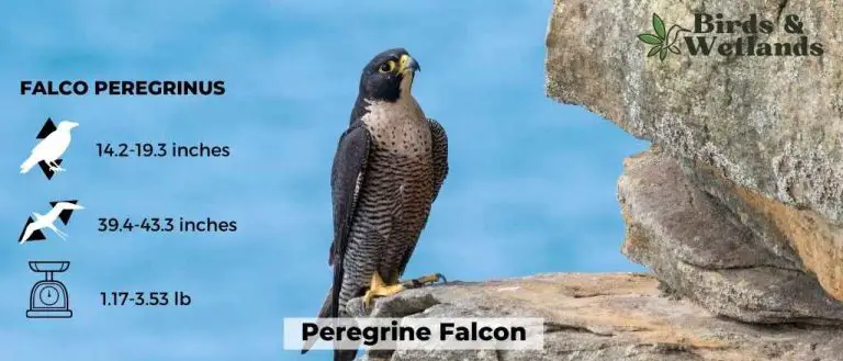 Birds of Prey in New York (20 Species + Photo Guide) - Birds & Wetlands