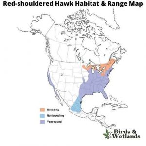 9 Spectacular Species of Hawks in Indiana (2024 Guide) - Birds & Wetlands