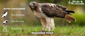 Birds of Prey in Texas (25 Common + Photo Guide) - Birds & Wetlands