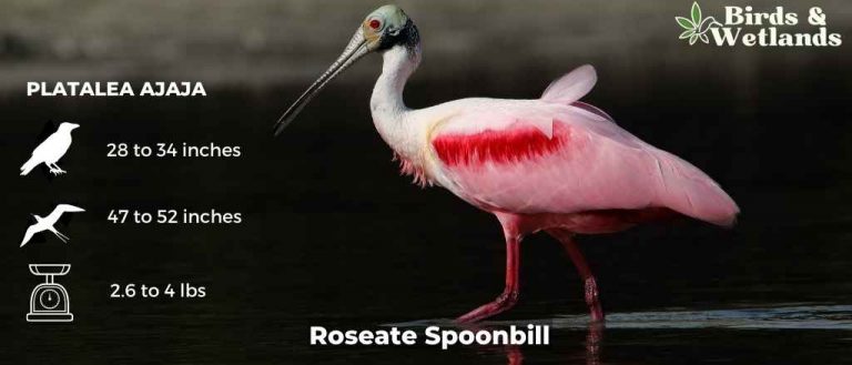 27 Water Birds in Florida (Insider's Guide) - Birds & Wetlands