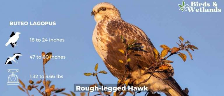 9 Spectacular Species of Hawks in Indiana (2024 Guide) - Birds & Wetlands