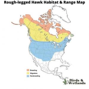 8 Amazing Species of Hawks in Kentucky (+ Photo Guide) - Birds & Wetlands
