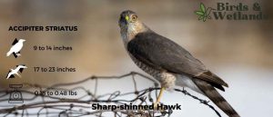 Birds of Prey in New York (20 Species + Photo Guide) - Birds & Wetlands