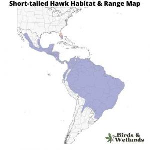 Hawks in Arizona (15 Species) - Birds & Wetlands