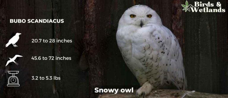 19 Types of Owls Found in United States (Photo Guide) - Birds & Wetlands
