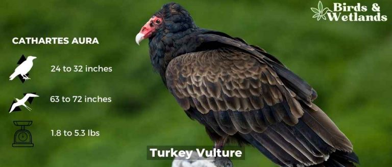 Birds of Prey in Texas (25 Common + Photo Guide) - Birds & Wetlands