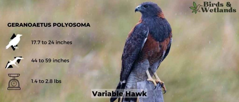 13 Majestic Hawks in Colorado (Photo Guide) - Birds & Wetlands