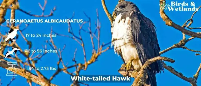 Birds of Prey in Texas (25 Common + Photo Guide) - Birds & Wetlands