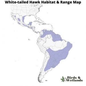 Hawks in Arizona (15 Species) - Birds & Wetlands