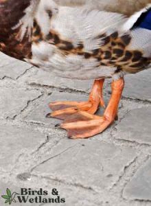 What Are Duck Feet Called? (Answer & Explanation) - Birds & Wetlands
