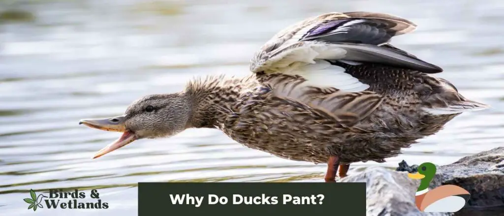 Why Do Ducks Pant? Understanding Duck Behavior and Health - Birds & Wetlands