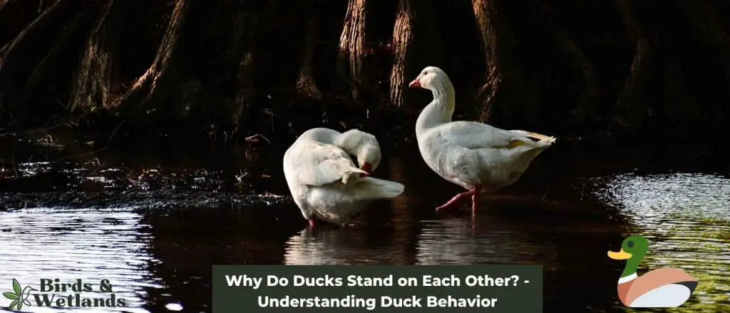 Why Do Ducks Stand on Each Other? - Understanding Duck Behavior - Birds & Wetlands