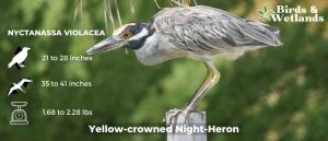 25 Species of Water Birds in Ohio (ID Guide) - Birds & Wetlands