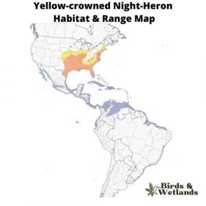 27 Water Birds in Florida (Insider's Guide) - Birds & Wetlands