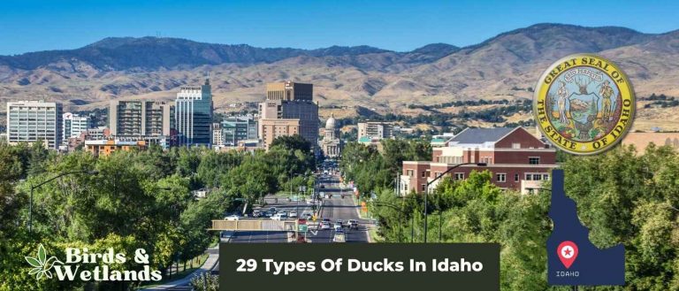 Ducks In Idaho (29 Types) - Birds & Wetlands
