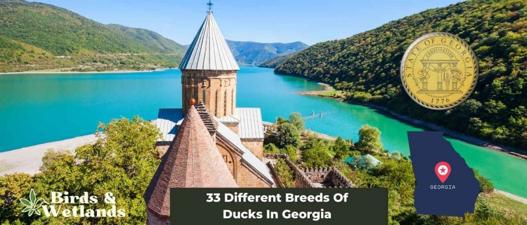 Ducks In Georgia (33 With Pictures) - Birds & Wetlands