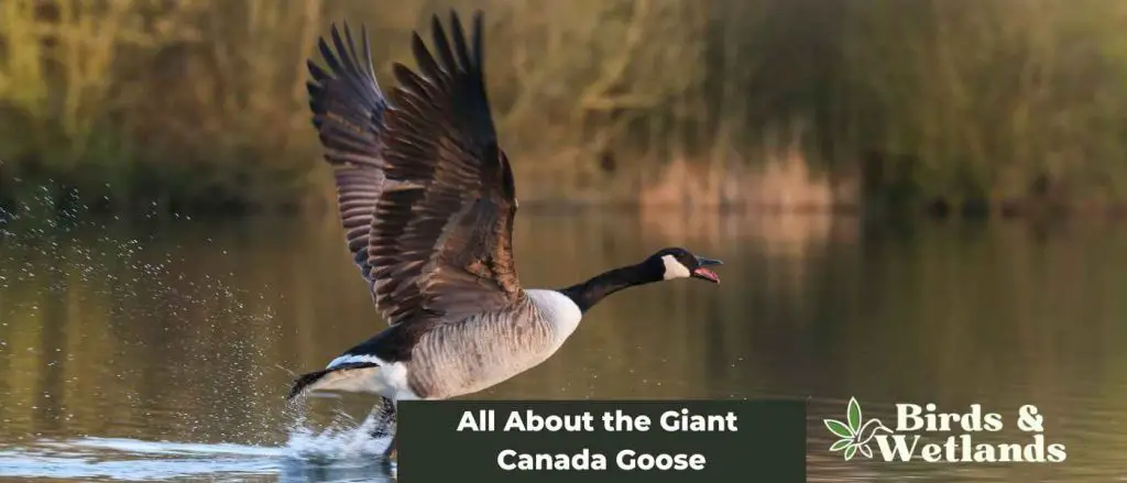 All About the Giant Canada Goose - Birds & Wetlands