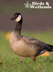 Black Goose - Birds & Wetlands