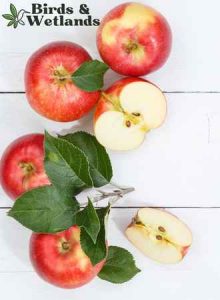 Can Ducks Eat Apples? What You Need to Know - Birds & Wetlands