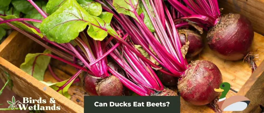 To Beet or Not to Beet? Can Ducks Eat Beets - Birds & Wetlands