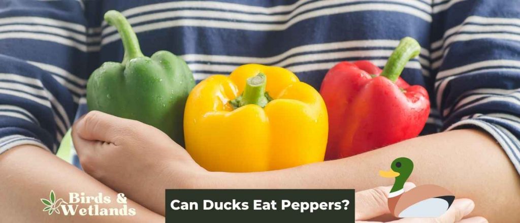 Spicing Up Your Duck's Diet: Can Ducks Eat Peppers? - Birds & Wetlands