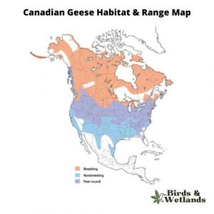 Canadian Geese Facts - Birds & Wetlands