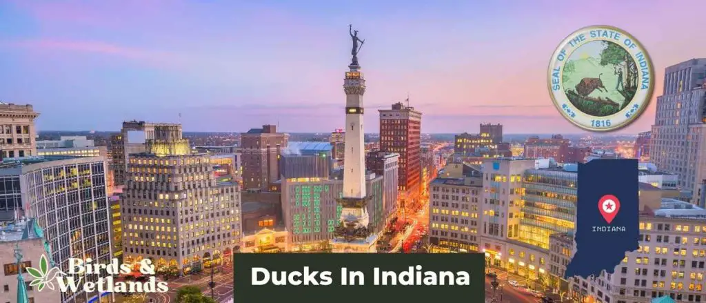 Ducks In Indiana: Complete Guide - Birds & Wetlands