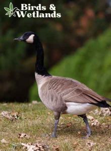 All About the Giant Canada Goose - Birds & Wetlands