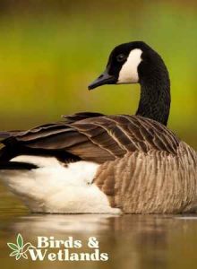 All About the Giant Canada Goose - Birds & Wetlands