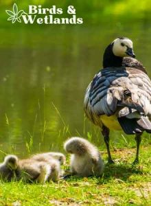 Subspecies of Canada Goose - Birds & Wetlands