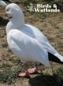 Ross’s Goose (Anser Rossii) - Birds & Wetlands