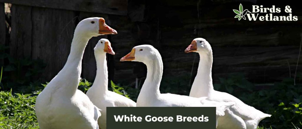 White Goose Breeds - Birds & Wetlands