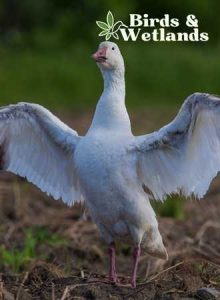 Snow Goose (Anser caerulescens) - Birds & Wetlands